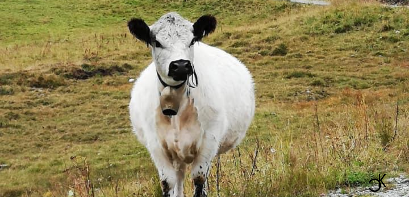 Clean Meat – the burger from the lab – A Science Blog